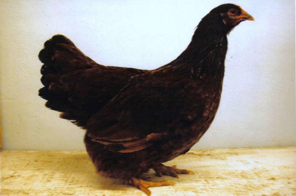Buckeye Chickens - Baby Chicks for Sale | Cackle Hatchery®