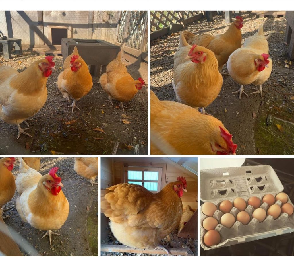Buff Orpington Baby Chicks For Sale - Poultry For Sale | Cackle Hatchery®