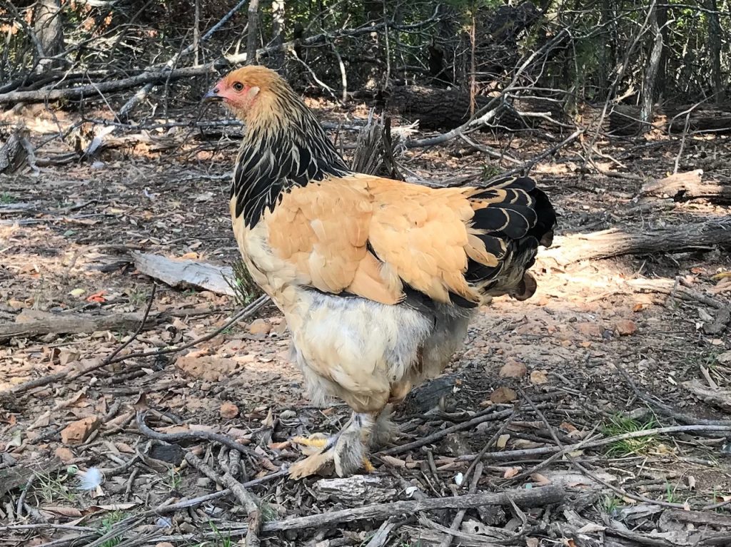 Buff Brahma Chickens - Brown Egg Laying Chicks | Cackle Hatchery®