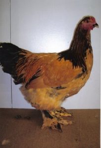 Buff Brahma Chickens - Brown Egg Laying Chicks | Cackle Hatchery®