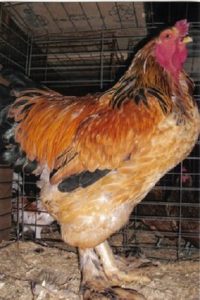 Buff Brahma Chickens - Brown Egg Laying Chicks | Cackle Hatchery®