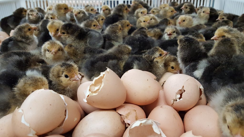 Buff Brahma Chicks - Brown Egg Laying | Cackle Hatchery®