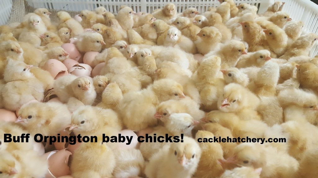 Buff Orpington Baby Chicks For Sale - Poultry For Sale | Cackle Hatchery®