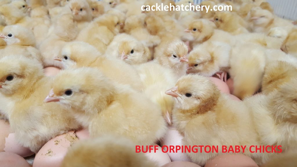 Buff Orpington Baby Chicks For Sale - Poultry For Sale | Cackle Hatchery®