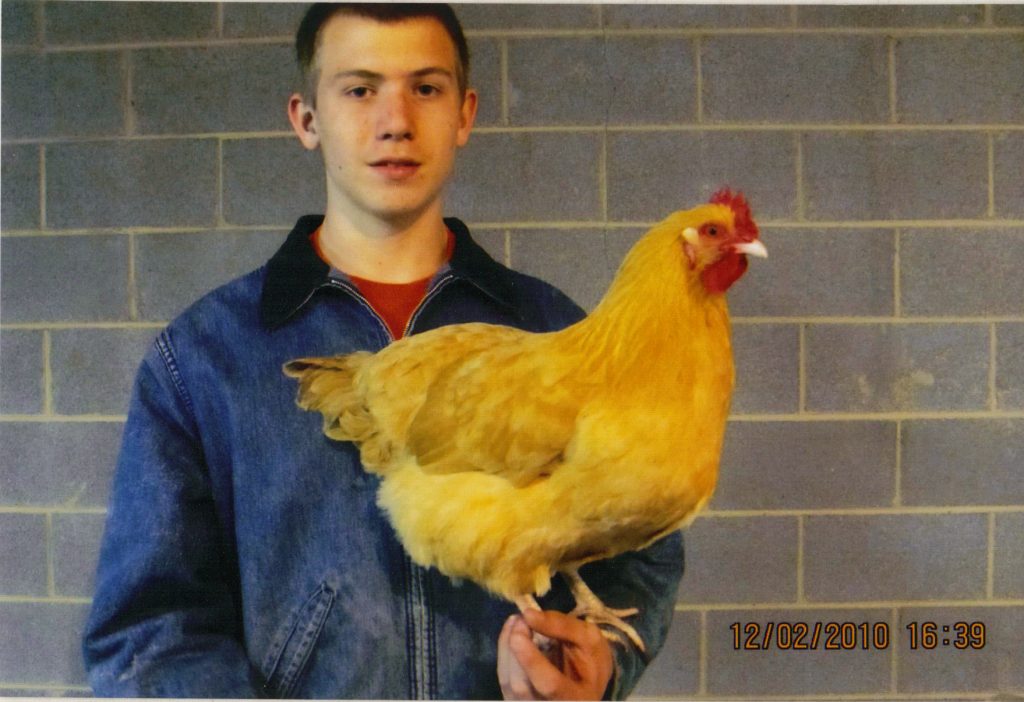 Buff Orpington Baby Chicks For Sale - Poultry For Sale | Cackle Hatchery®