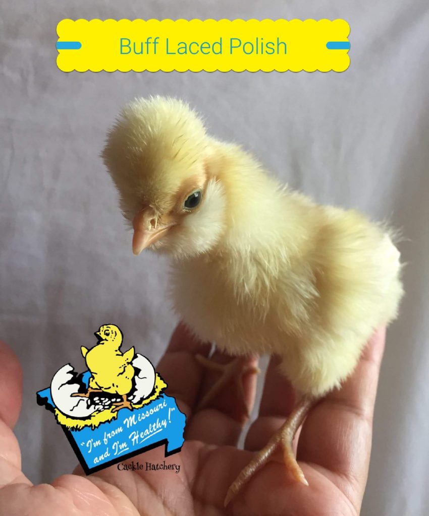 Buff Laced Polish Chicken - Chicks for Sale | Cackle Hatchery®
