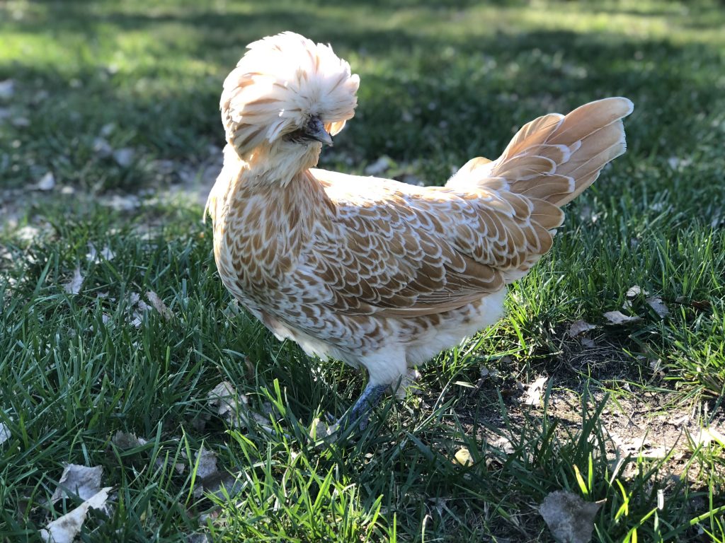 Buff Laced Polish Chicks | White Egg Layers | Cackle Hatchery®