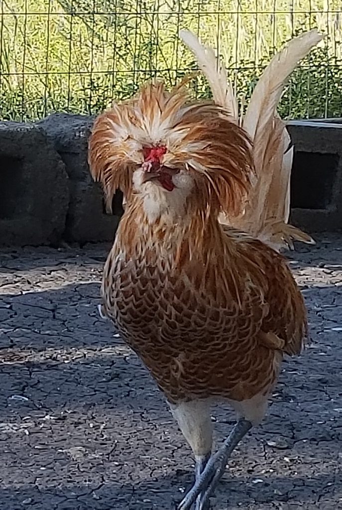 Buff Laced Polish Chicken - Chicks for Sale | Cackle Hatchery®