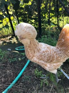 Buff Laced Polish Chicken - Chicks for Sale | Cackle Hatchery®