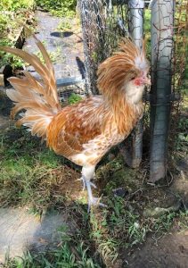 Buff Laced Polish Chicken - Chicks for Sale | Cackle Hatchery®