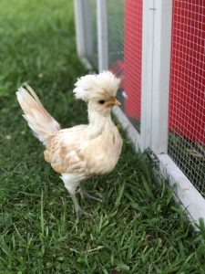 Buff Laced Polish Chicken - Chicks for Sale | Cackle Hatchery®