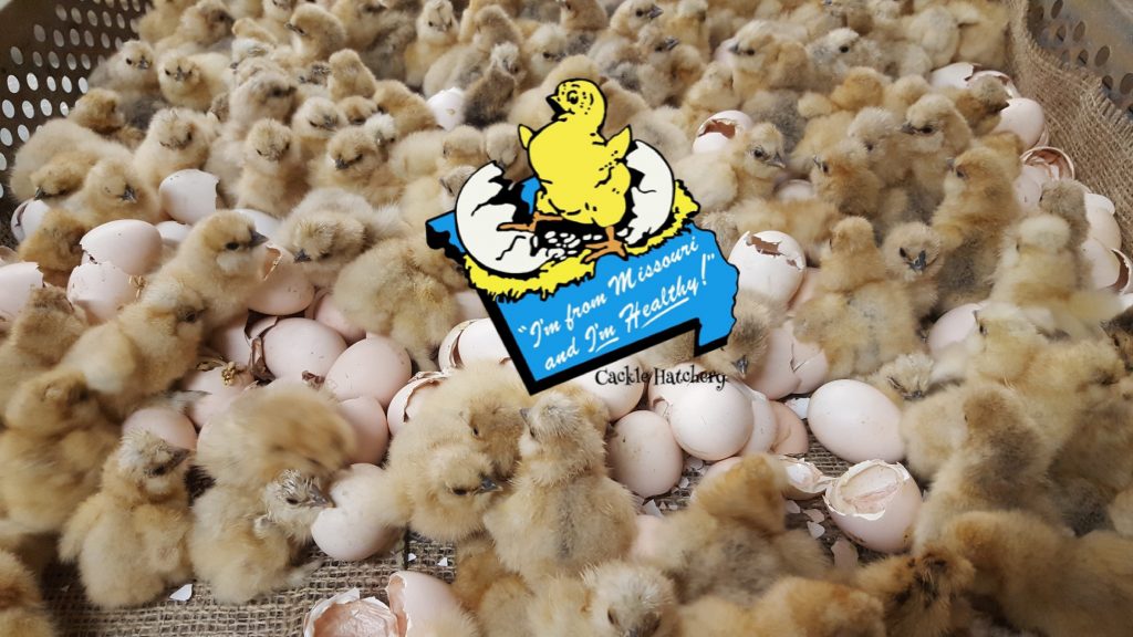Buff Silkie Bantam Chicks - Baby Chickens for Sale | Cackle Hatchery®
