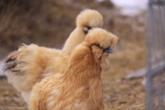 Buff Silkie Bantam Chicks - Baby Chickens for Sale | Cackle Hatchery®