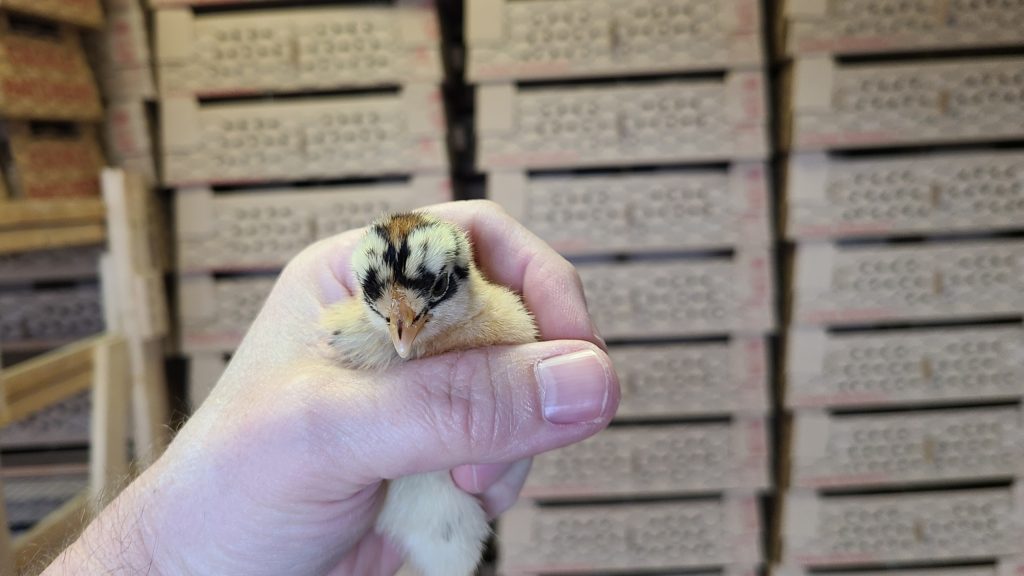 Sicilian Buttercup Chickens for Sale | Cackle Hatchery®