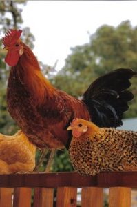 Sicilian Buttercup Chickens for Sale | Cackle Hatchery®