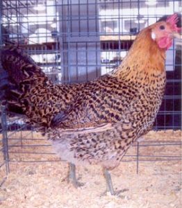 Sicilian Buttercup Chickens for Sale | Cackle Hatchery®