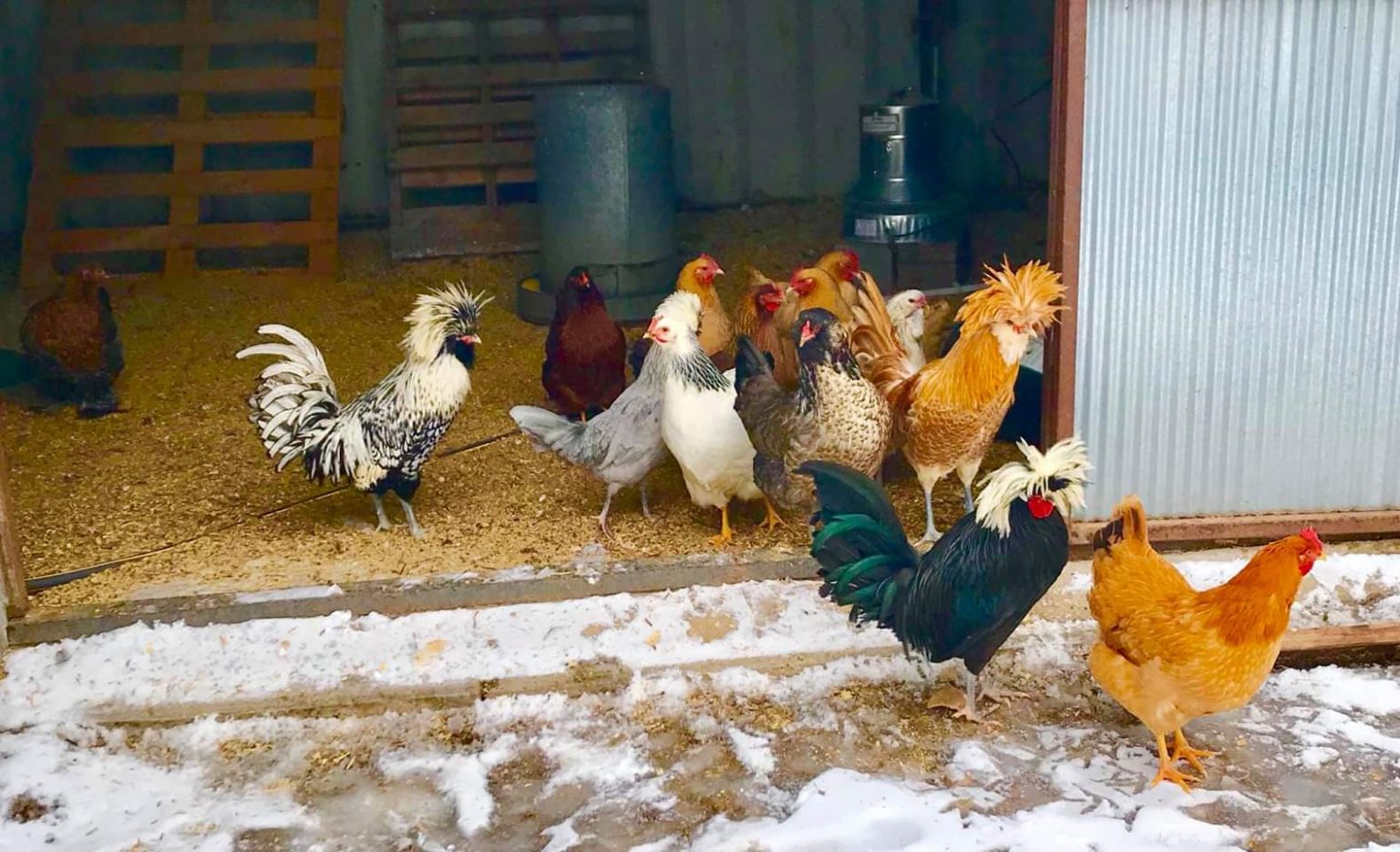 Hatchery Surprise - Baby Chicks for Sale | Cackle Hatchery®