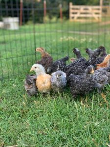 Hatchery Surprise - Baby Chicks for Sale | Cackle Hatchery®