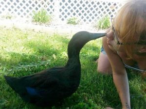 Cayugas : Baby Ducklings for Sale Online | Cackle Hatchery®