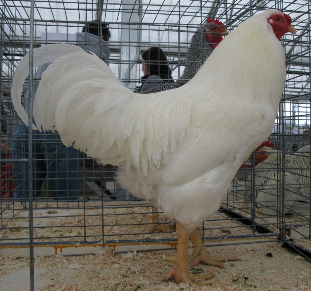 White Chantecler Breed Chicks for Sale | Cackle Hatchery®