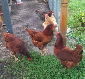 Cherry Egger™ - Brown Egg Laying Chickens | Cackle Hatchery®