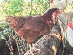 Cherry Egger™ - Brown Egg Laying Chickens | Cackle Hatchery®