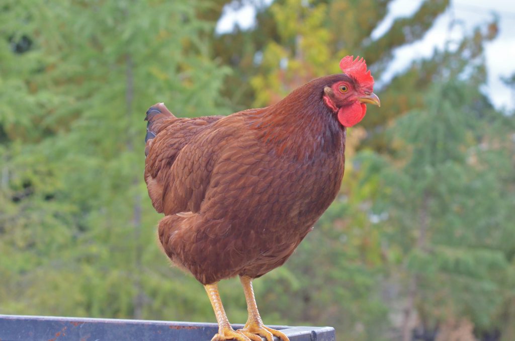 Cherry Egger™ - Brown Egg Laying Chickens | Cackle Hatchery®