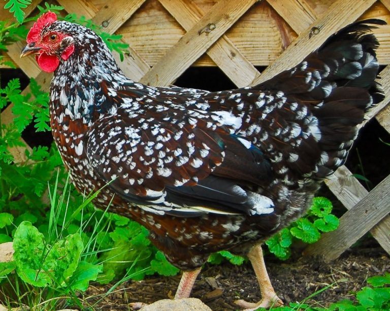 Speckled Sussex Chickens - Baby Chicks for Sale | Cackle Hatchery®