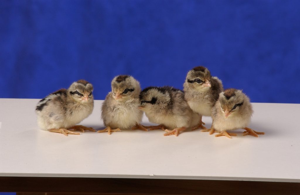 Silver Phoenix Bantam Chickens for Sale | Cackle Hatchery®