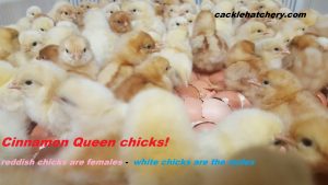Cinnamon Queen Chicken - Chicks for Sale | Cackle Hatchery®
