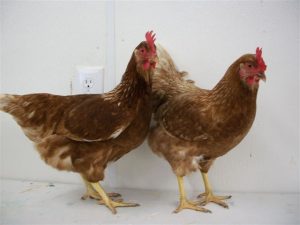 Cinnamon Queen™ Chickens - Baby Chicks for Sale | Cackle Hatchery®