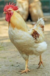 Cinnamon Queen™ Chickens - Baby Chicks for Sale | Cackle Hatchery®