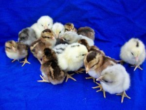 Clean Leg Bantam Chicken Assortment Special | Cackle Hatchery®