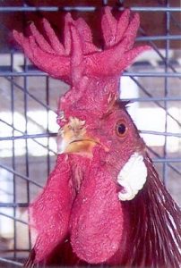 Sicilian Buttercup Chickens for Sale | Cackle Hatchery®