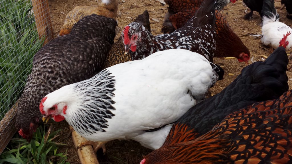 Columbian Rock - Chickens for Sale & Info | Cackle Hatchery®
