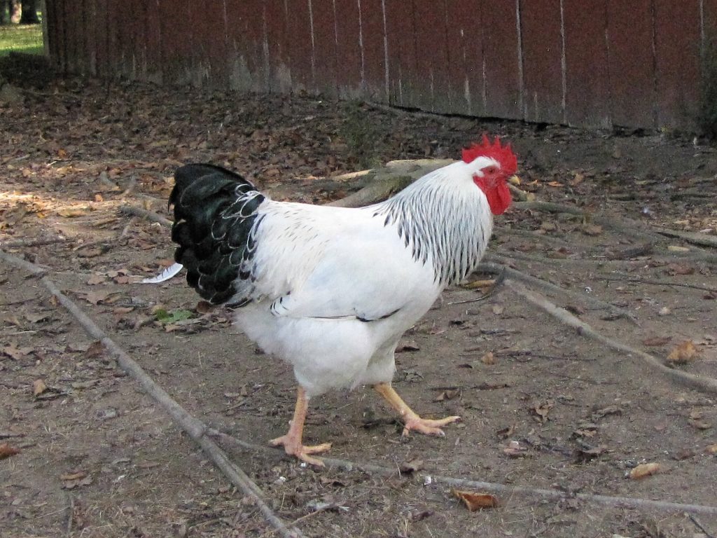 Columbian Rock Chicks | Brown Egg Layer | Cackle Hatchery®