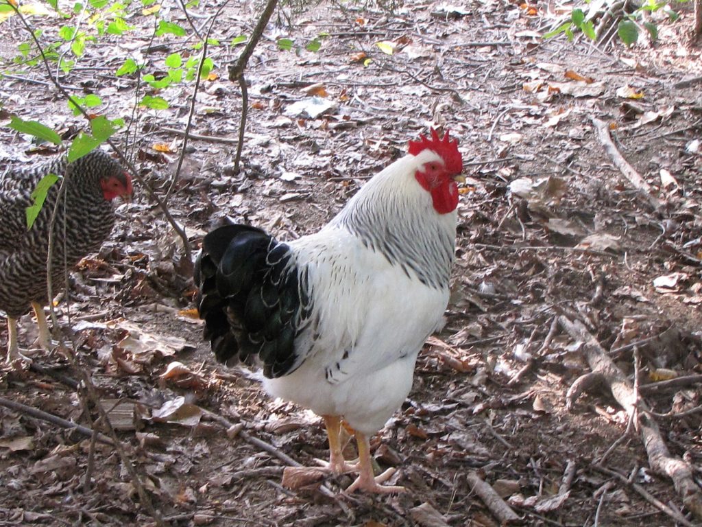 Columbian Rock - Chickens for Sale & Info | Cackle Hatchery®