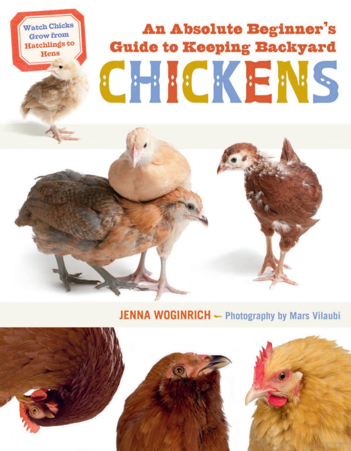 Chick Days : Raising Chickens From Hatchlings To Laying Hens | Cackle ...