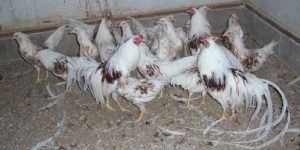 Red Shoulder Yokohama Chickens | Cackle Hatchery®