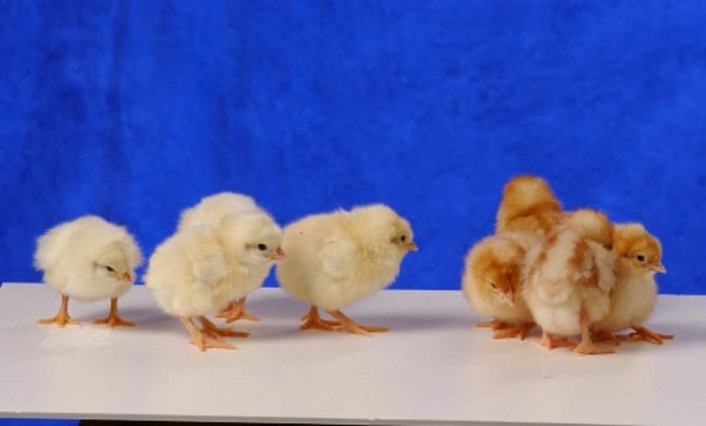 Cinnamon Queen™ Chickens - Baby Chicks for Sale | Cackle Hatchery®