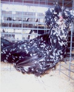 Mottled Houdan Chickens - Chicks for Sale | Cackle Hatchery®