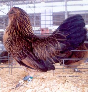 Quail Belgian Bearded D'anver Bantam | Cackle Hatchery®