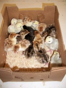 Surplus Rare Turkey Special | Cackle Hatchery®