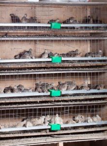 Pharaoh Coturnix Quail Chicks for Sale | Cackle Hatchery®