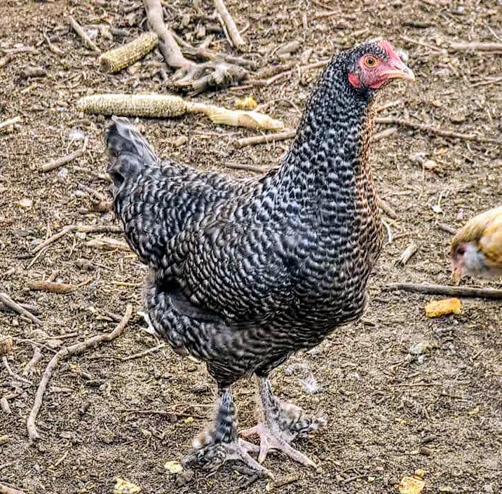 Cuckoo Maran Bantams
