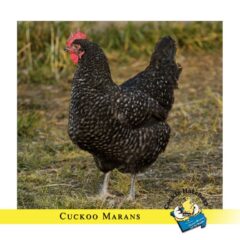 Cuckoo Maran Chicks | Dark Brown Egg Layers | Cackle Hatchery®