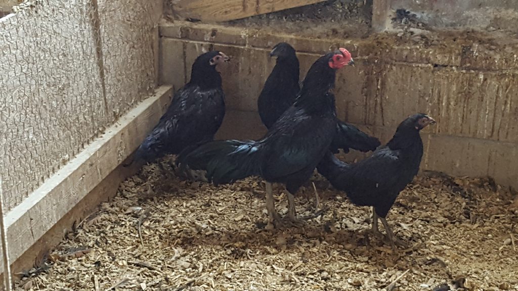 Dark Aseel Chicks | Rare Indian Heritage Gamefowl