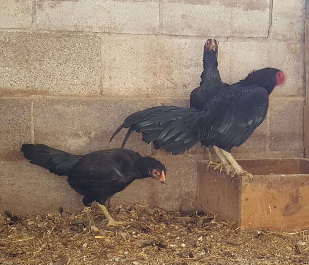 Dark Aseel Chicks | Rare Indian Heritage Gamefowl