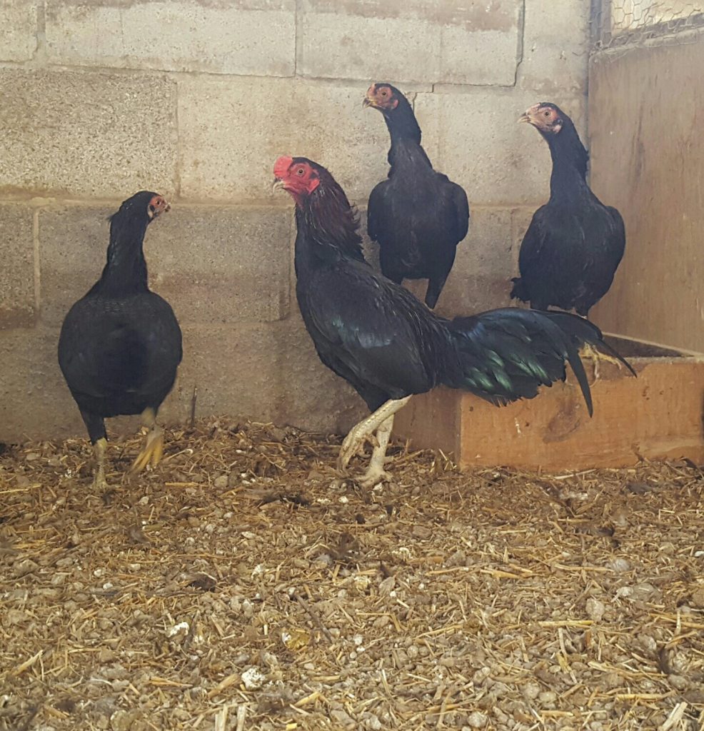 Dark Aseel (Asil) Chicken - Chicks for Sale | Cackle Hatchery®