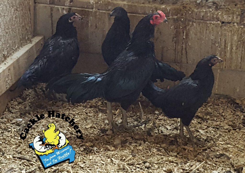 Dark Aseel (Asil) Chicken - Chicks for Sale | Cackle Hatchery®